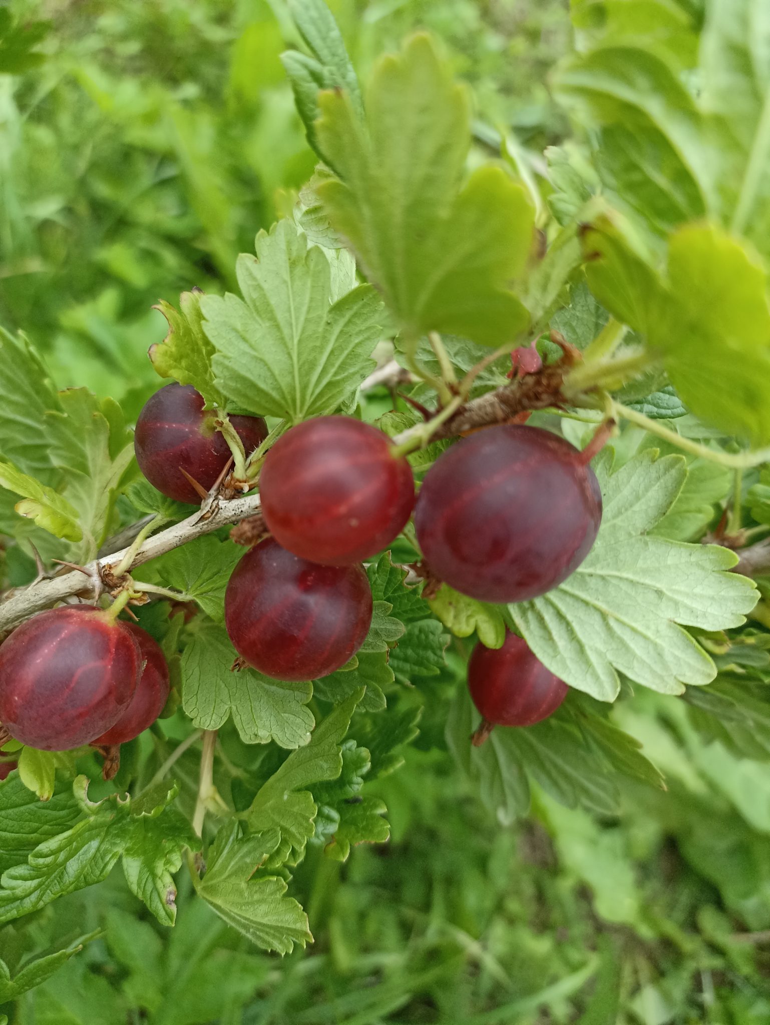 Euroopa karusmari ‘Nesluhhivski’ – Räpina Aianduskooli õppeaed